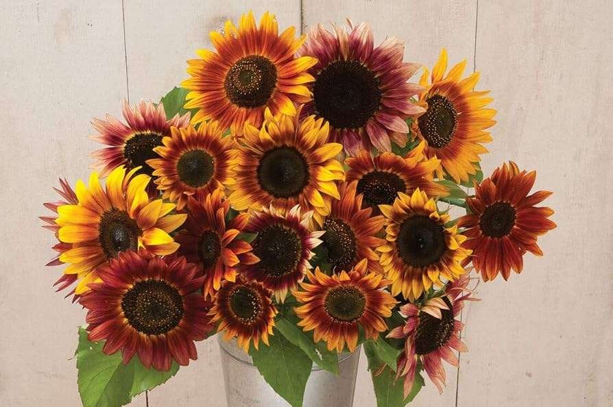Autumn Beauty Sunflower: A Stunning Fall Garden Addition ...