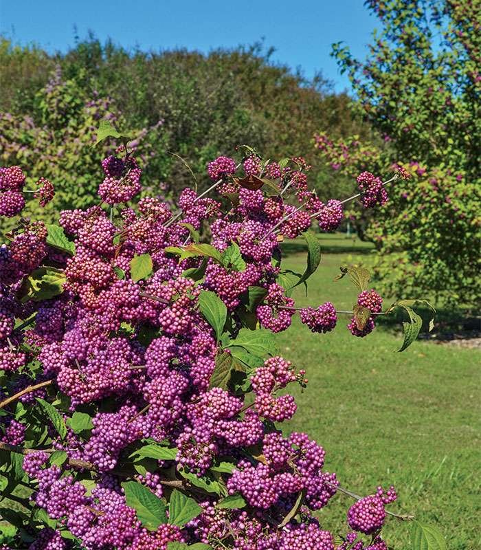the Stunning Beauty Berry Plant - healthandbeautyshop.net